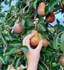 Too Many Pears! by Jackie French | Book Play Everyday