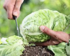 Too Many Pears! by Jackie French | Book Play Everyday