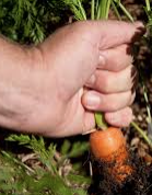 Too Many Pears! by Jackie French | Book Play Everyday